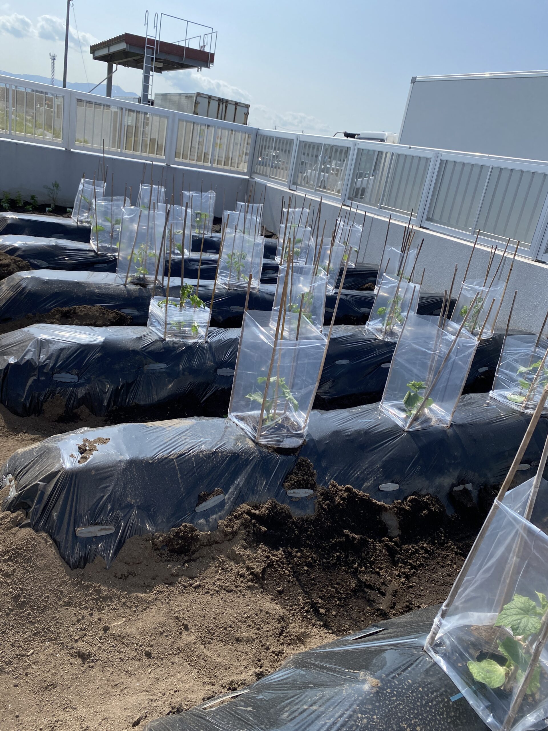 Nisshoファームだより2023 その1 | スタッフblog | Nissho