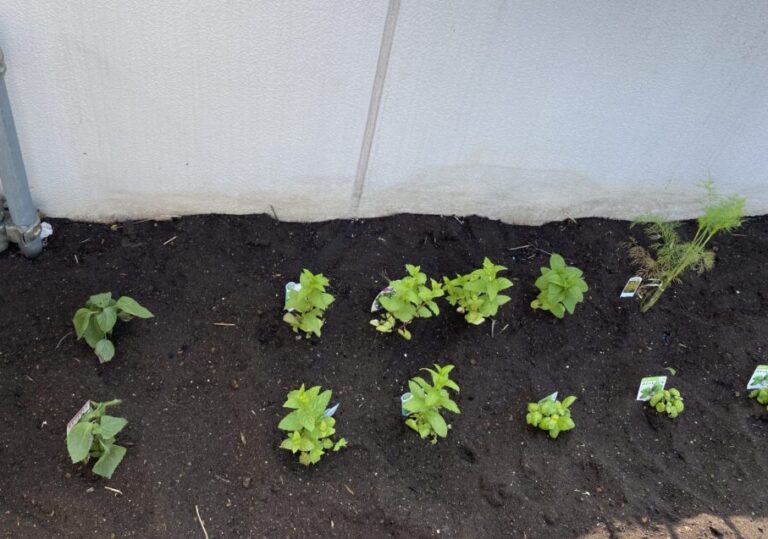 Nisshoファームだより2023 その1 | スタッフblog | Nissho